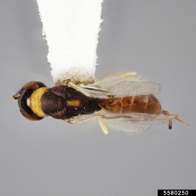 Chalcid wasp (Megastigmus brevicaudus)