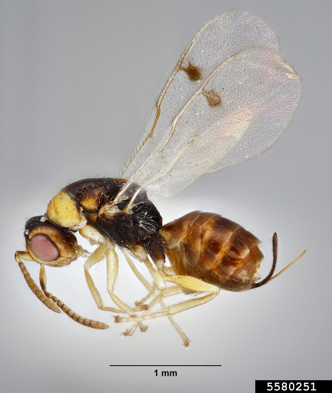 Chalcid wasp (Megastigmus brevicaudus ) on European mountain-ash ...
