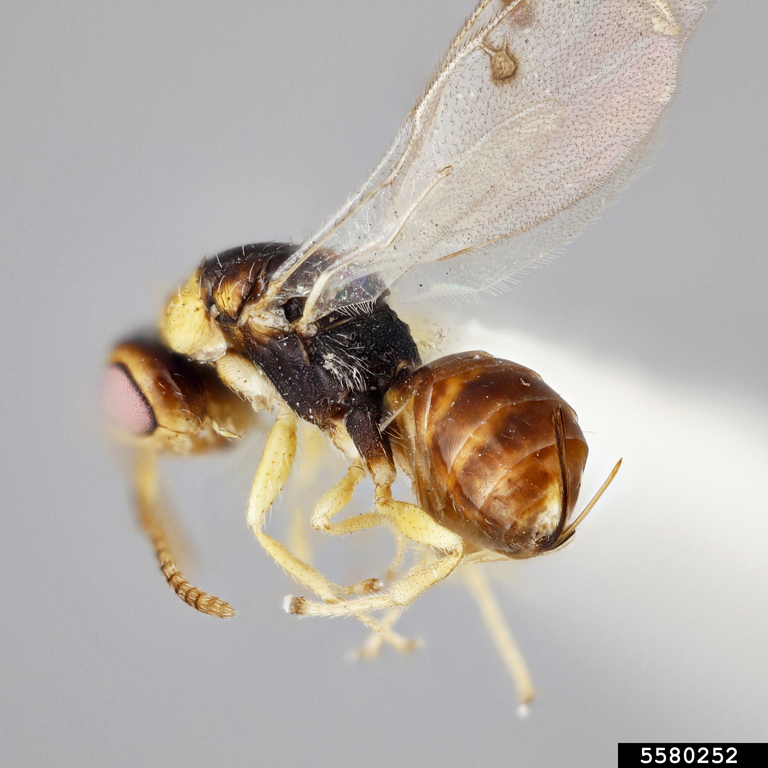 Chalcid wasp (Megastigmus brevicaudus)