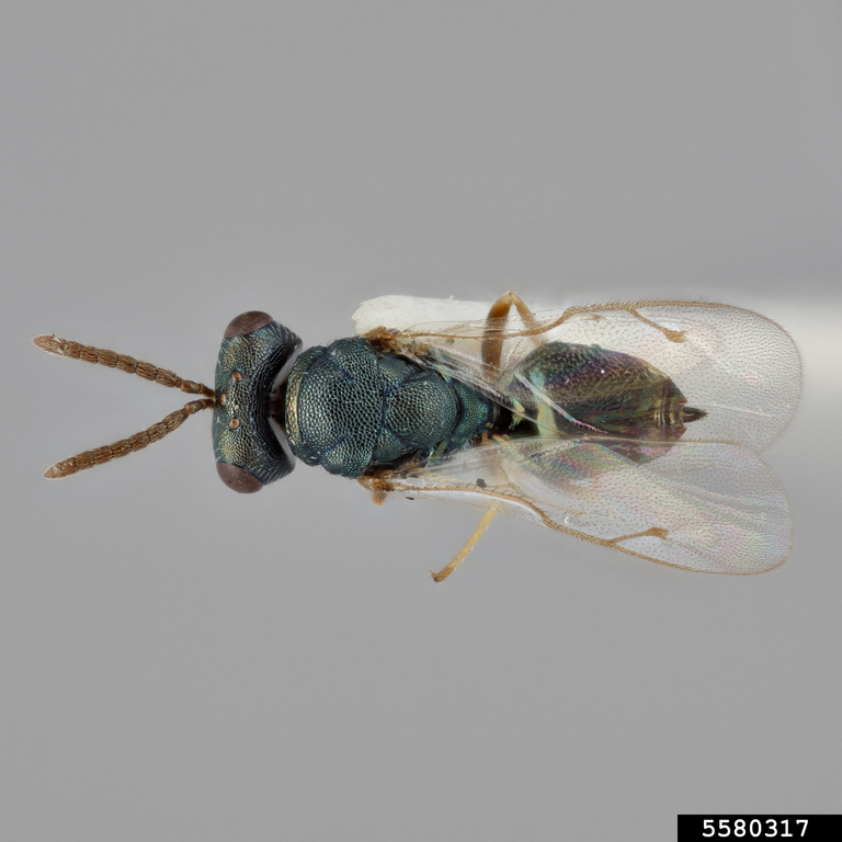 Pteromalid Wasp (Pteromalus puparum)