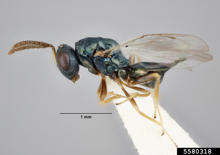 Pteromalid Wasp (Pteromalus puparum)