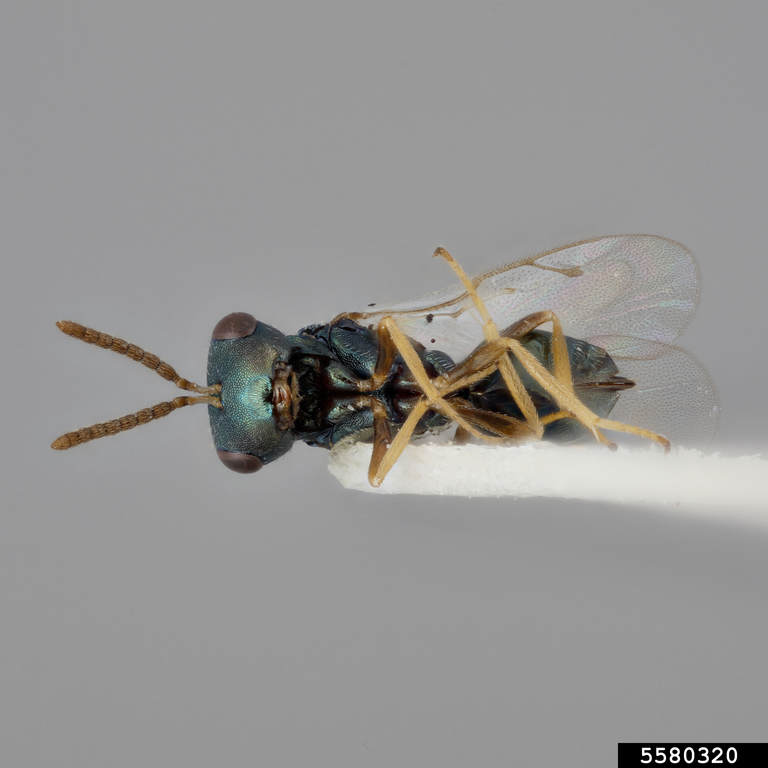 Pteromalid Wasp (Pteromalus puparum)