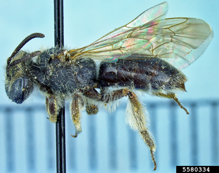 mining bee (Andrena fenningeri)