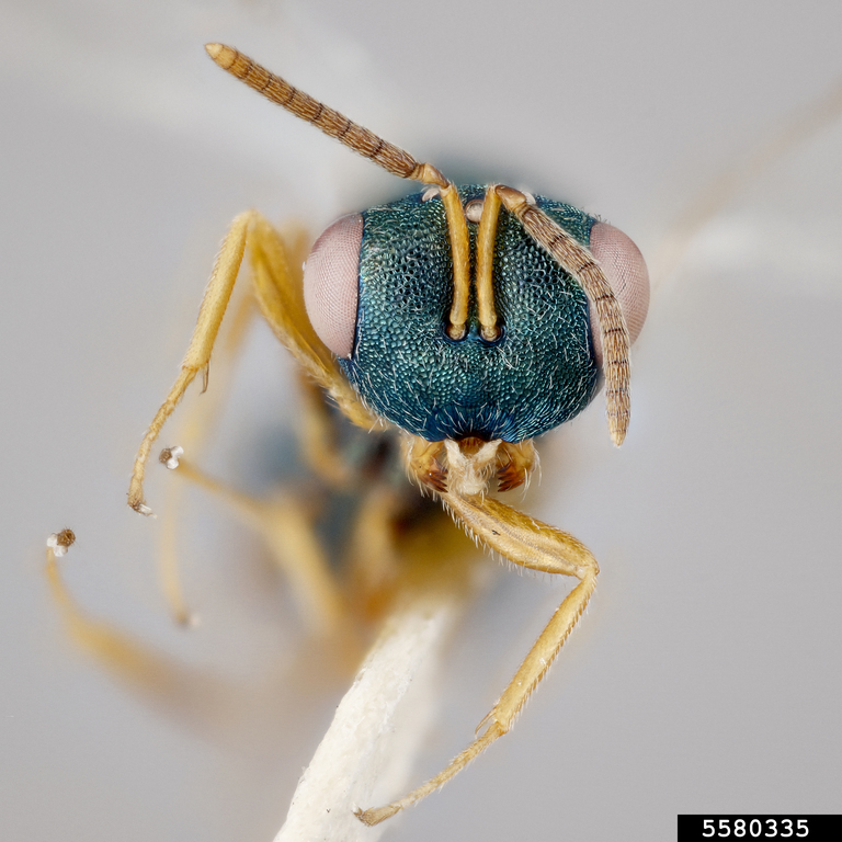 Pteromalid Wasp (Pteromalus puparum (Linnaeus))