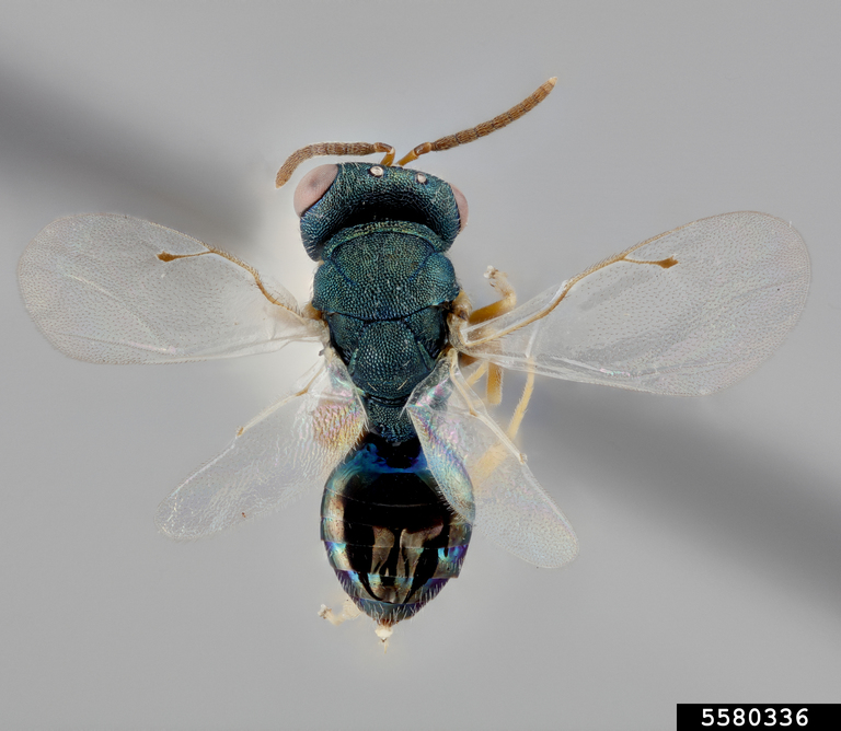 Pteromalid Wasp (Pteromalus puparum)