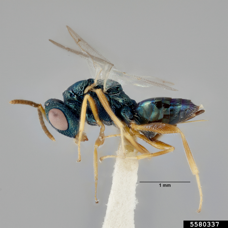 Pteromalid Wasp (Pteromalus puparum)