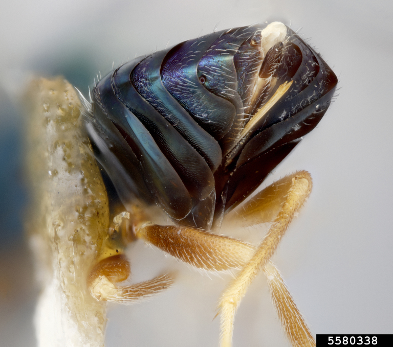 Pteromalid Wasp (Pteromalus puparum)