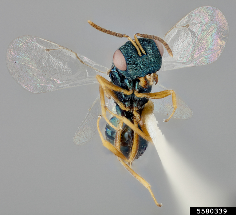 Pteromalid Wasp (Pteromalus puparum)