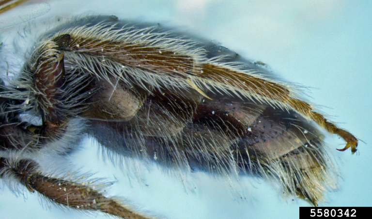 mining bee (Andrena fenningeri)