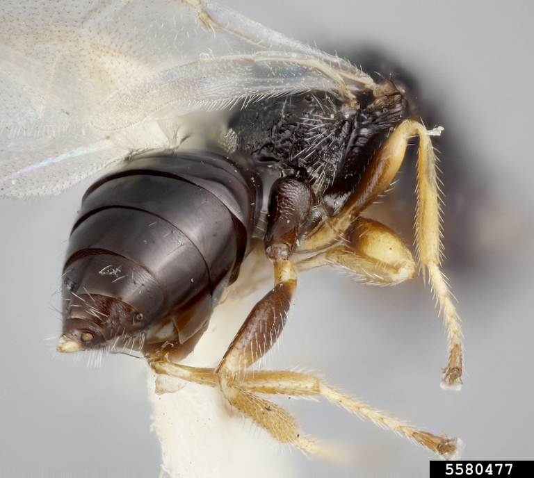 Chalcid wasp (Systole coriandri Gussakovsky)