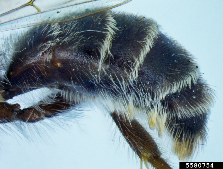 mining bee (Andrena livida ) on white sweetclover (Melilotus albus ...
