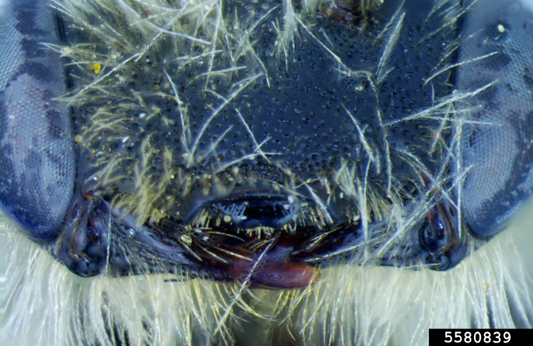 mining bee (Andrena cyanophila Cockerell, 1906)