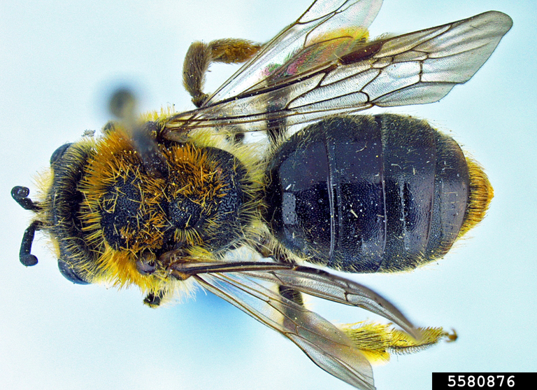 mining bee (Andrena fuscicauda Viereck, 1904)