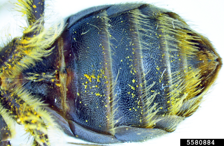 mining bee (Andrena fuscicauda Viereck, 1904)