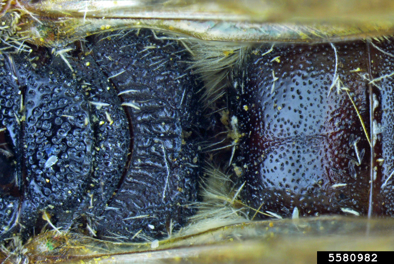 mining bee (Andrena miranda Smith, 1879)