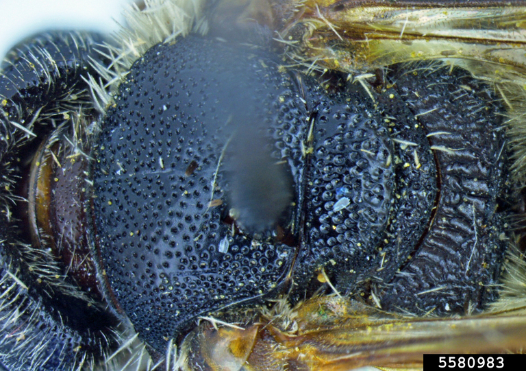 mining bee (Andrena miranda Smith, 1879)