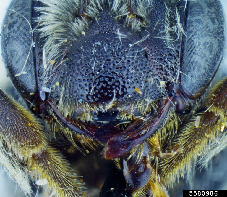 mining bee (Andrena miranda Smith, 1879)