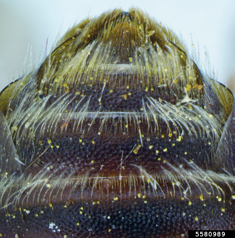 mining bee (Andrena miranda Smith, 1879)