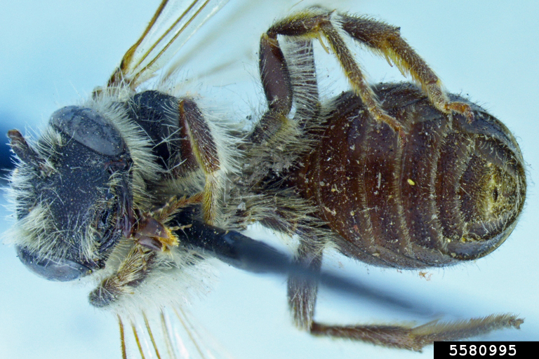 mining bee (Andrena miranda Smith, 1879)