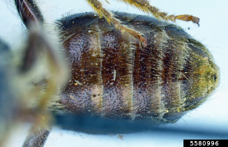 mining bee (Andrena miranda Smith, 1879)