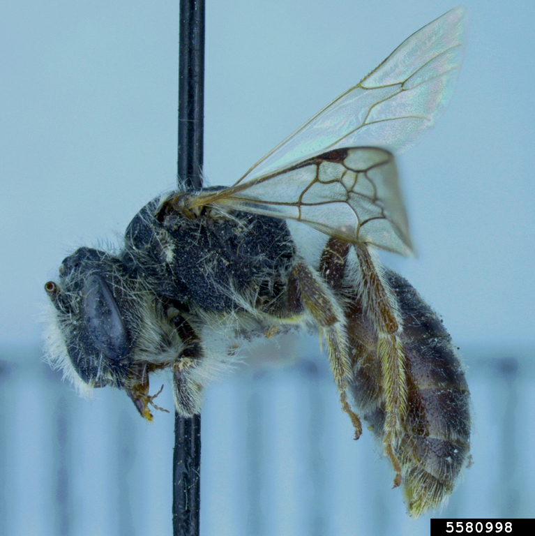 mining bee (Andrena miranda)