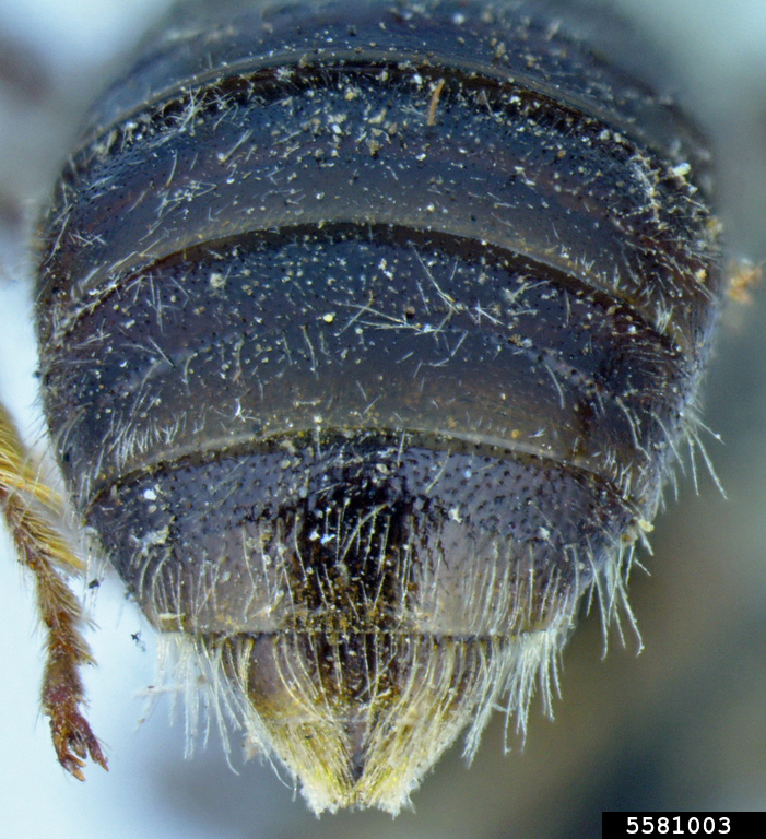 mining bee (Andrena miranda Smith, 1879)