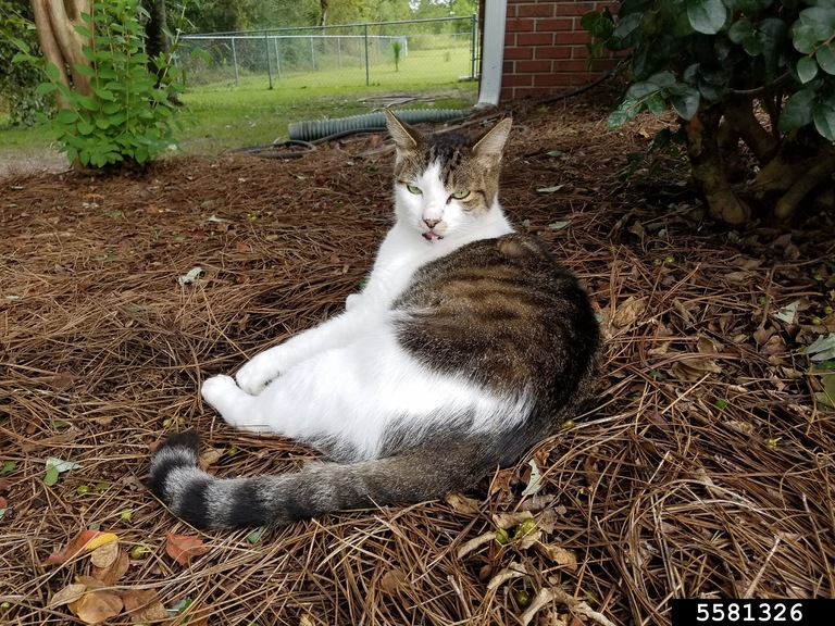 cat (domestic) (Felis catus (domestic type) Linnaeus)