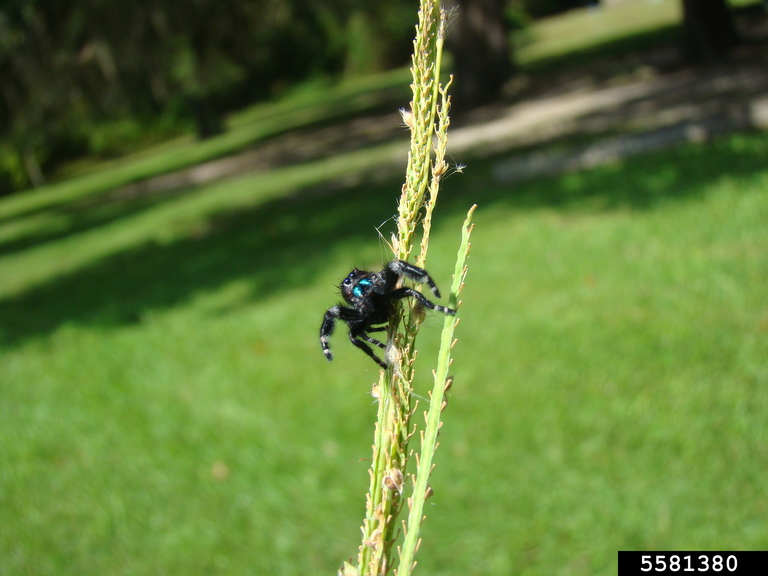 daring jumping spider (Phidippus audax)