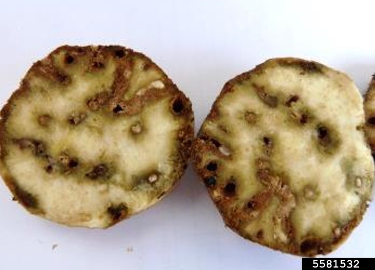 sweetpotato weevil (Cylas puncticollis Boheman , 1833)