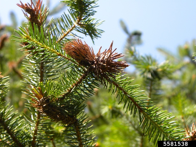 Cooley spruce gall adelgid (Adelges cooleyi (Gillette, 1907))