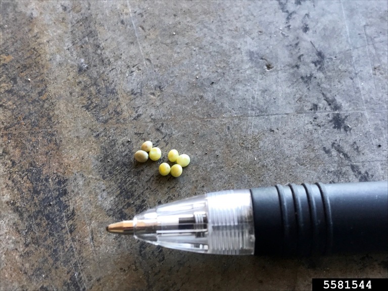 pandora moth (Coloradia pandora)