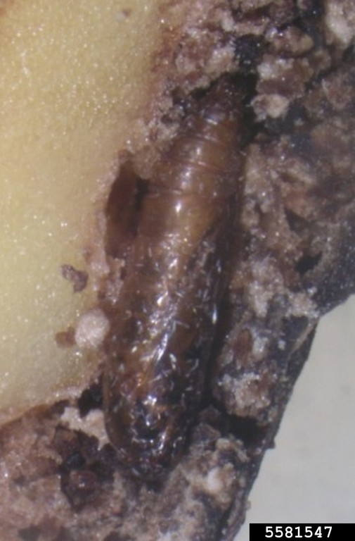 Andean potato tuber moth (Symmetrischema tangolias (Geyen))