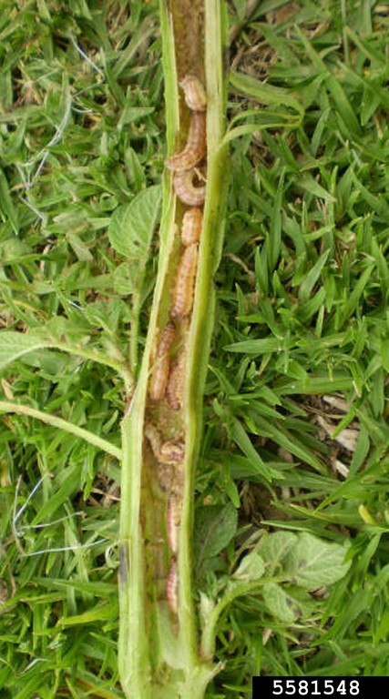 Andean potato tuber moth (Symmetrischema tangolias)