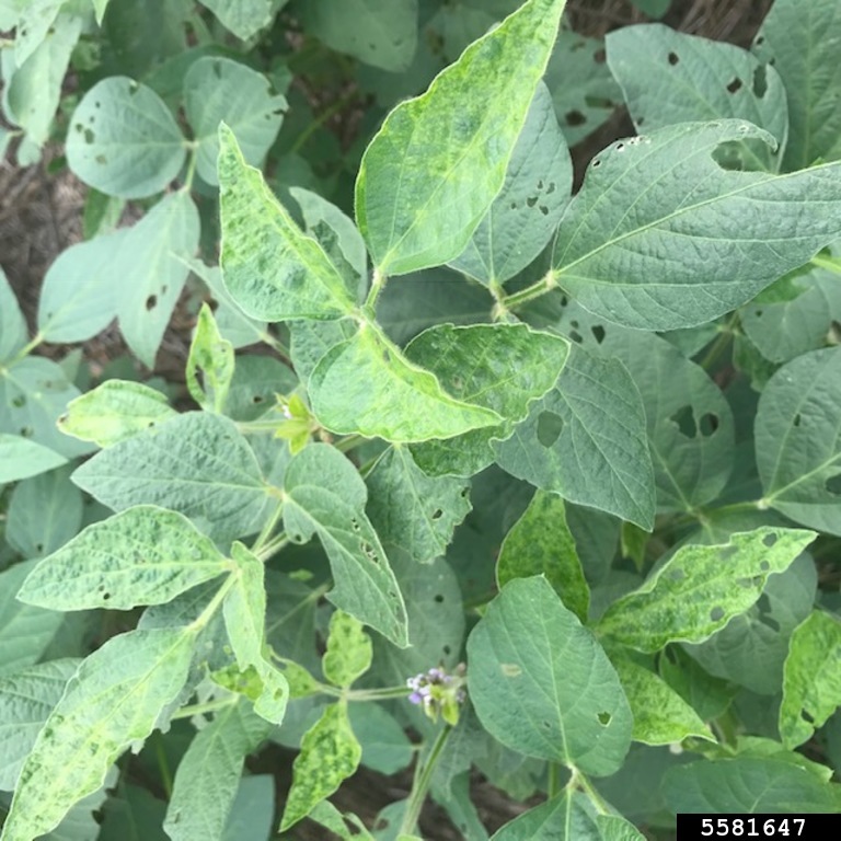 Bean Pod Mottle Virus (BPMV) (Comovirus Bean Pod Mottle Virus)