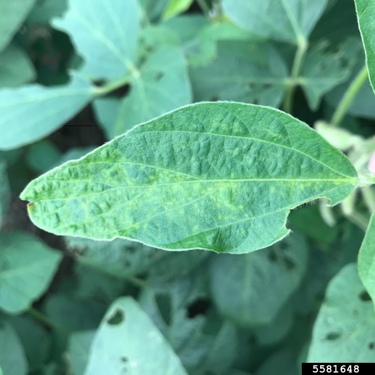 Bean Pod Mottle Virus (Comovirus Bean Pod Mottle Virus (BPMV))