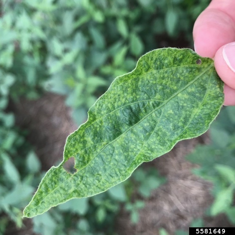 Bean Pod Mottle Virus (BPMV) (Comovirus Bean Pod Mottle Virus)
