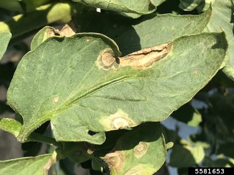 zonate leaf spot (Grovesinia pyramidalis M.N. Cline, J.L. Crane & S.D ...