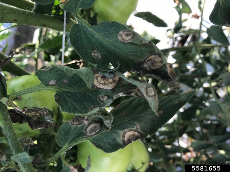 zonate leaf spot (Grovesinia pyramidalis)