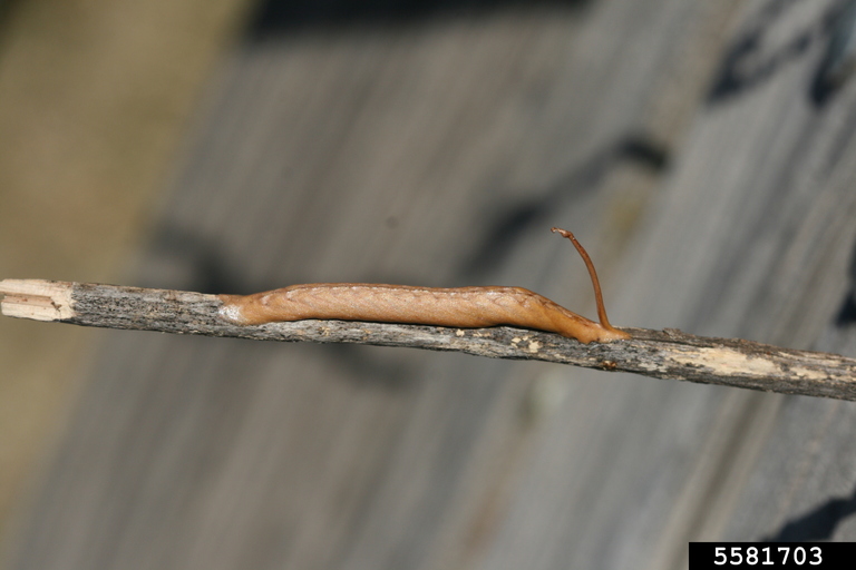 ghost praying mantis (Phyllocrania paradoxa Burmeister, 1838)
