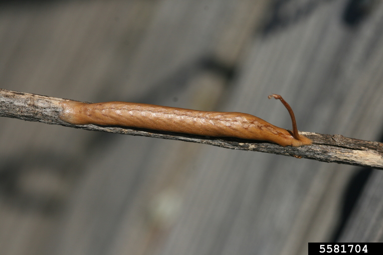ghost praying mantis (Phyllocrania paradoxa Burmeister, 1838)