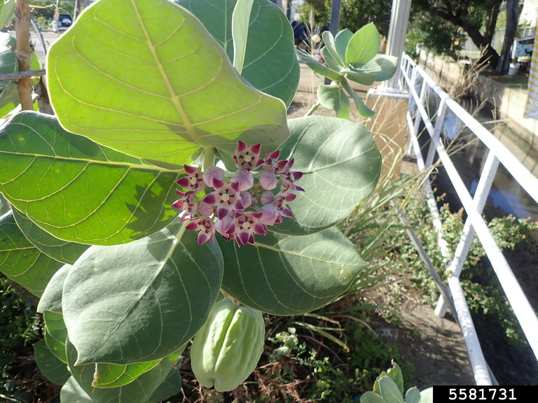 roostertree (Calotropis procera)
