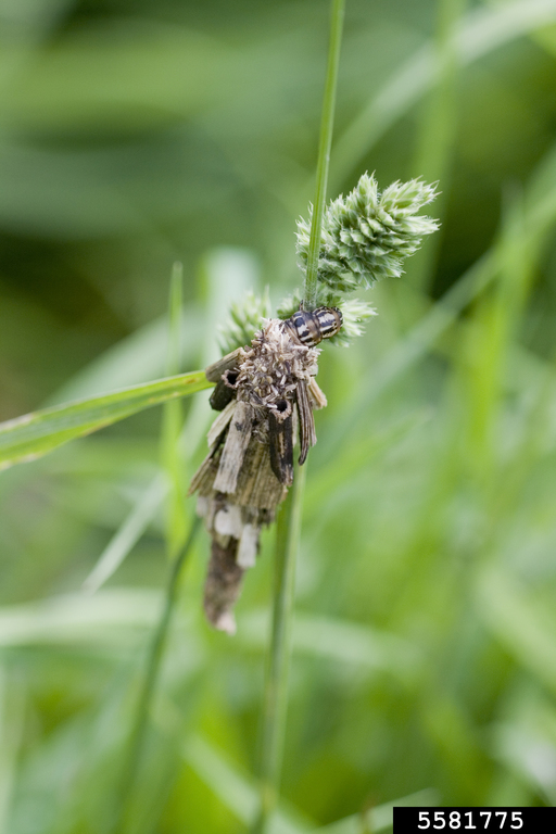 bagworms (Family Psychidae)