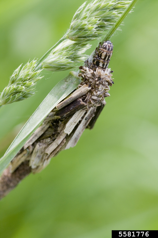 bagworms (Family Psychidae)