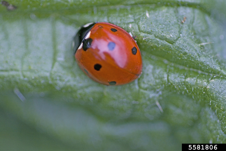 sevenspotted lady beetle (Coccinella septempunctata)