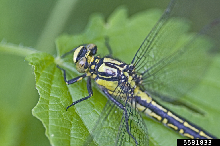 common clubtail dragonfly (Gomphus vulgatissimus (Linnaeus, 1758))