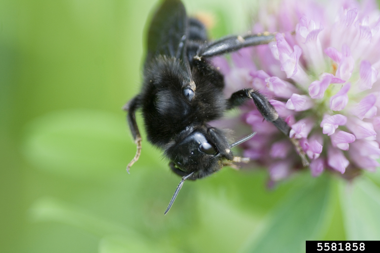 hill cuckoo-bee (Bombus rupestris (Fabricius, 1793))