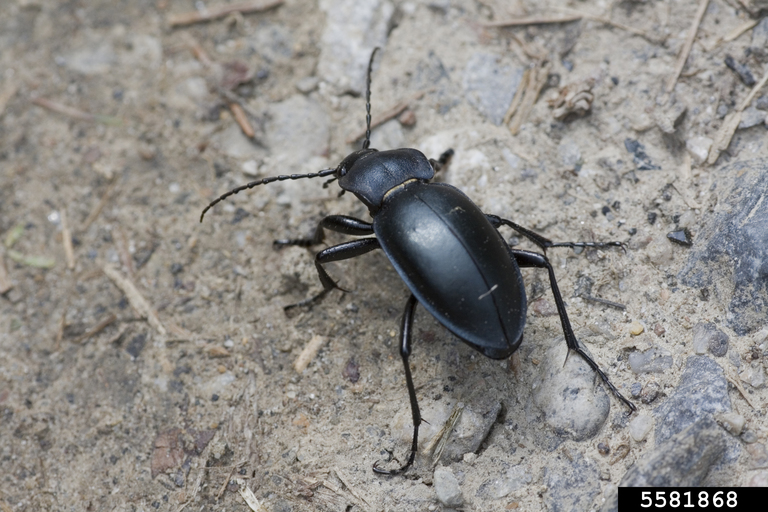 violet ground beetle (Carabus violaceus Linnaeus)