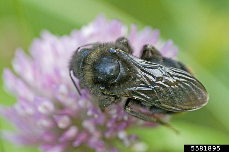 hill cuckoo-bee (Bombus rupestris (Fabricius, 1793))