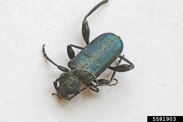 violet beetle (Callidium violaceum (Linnaeus, 1758))