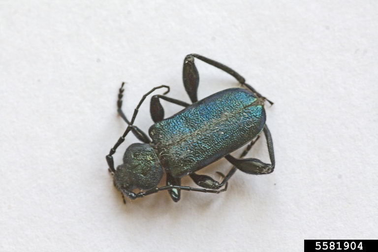 violet beetle (Callidium violaceum (Linnaeus, 1758))